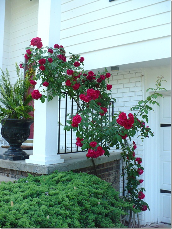 A Home in the Roses - A Cultivated Nest
